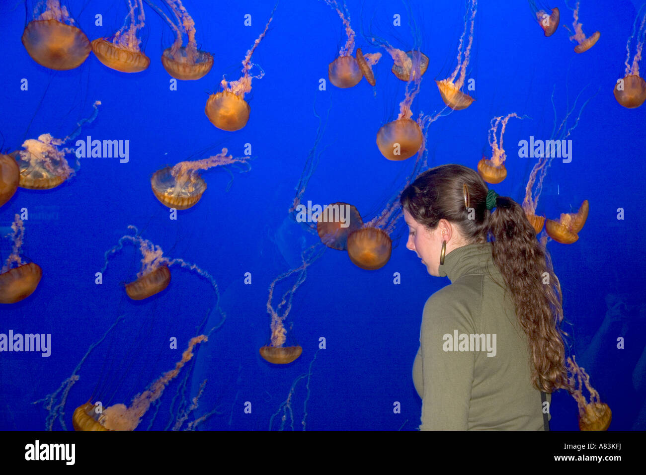 Jellyfish display at the Monterey Bay Aquarium in Monterey California ...