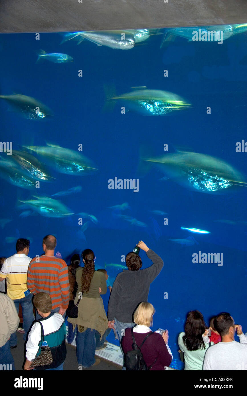 Tuna display at the Monterey Bay Aquarium in Monterey California Stock ...