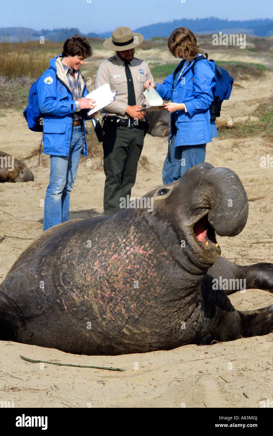 Park ranger with marine biologists and an elephant seal at Ano Nuevo Point California Stock ...