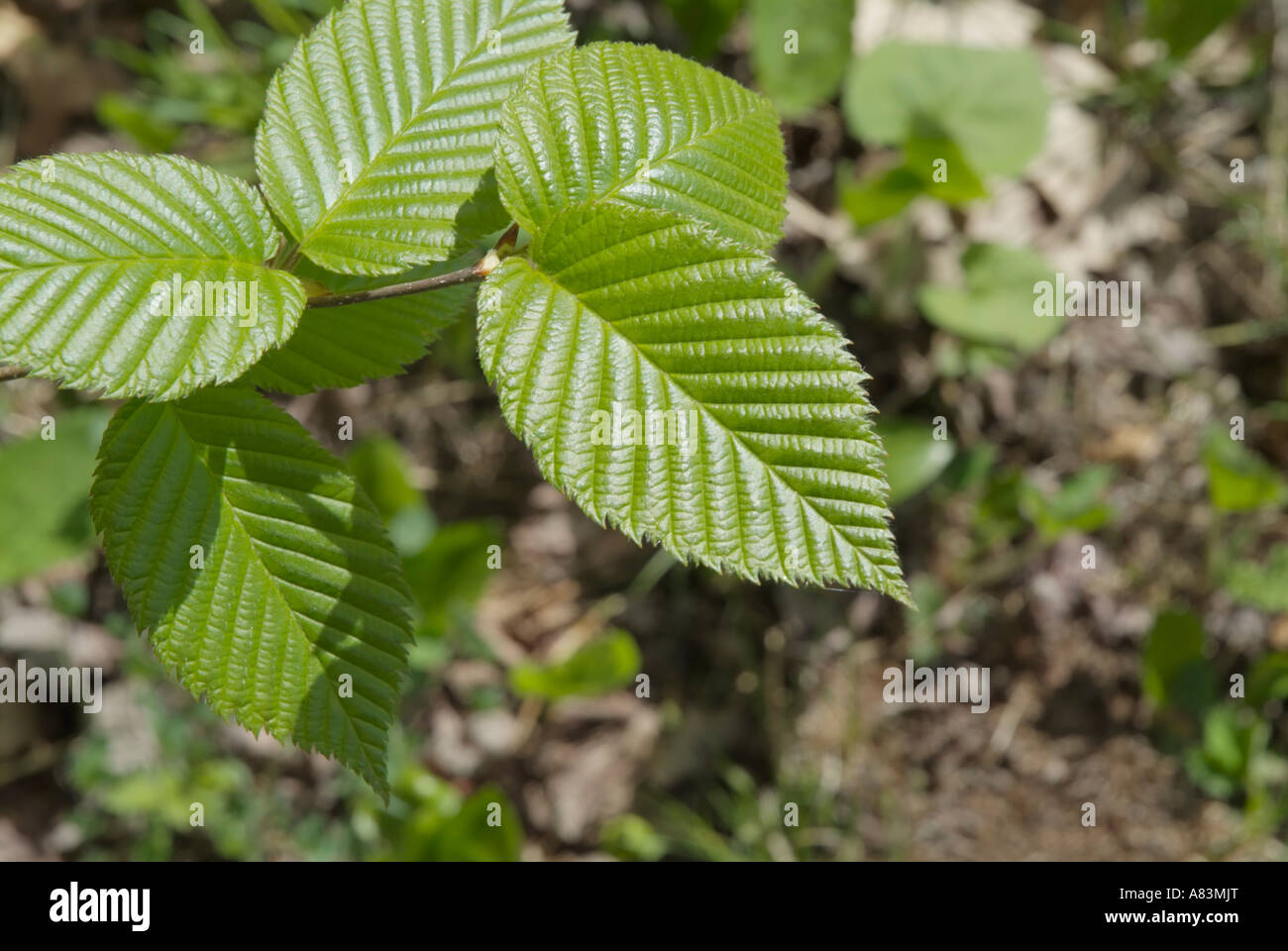 Yellow Birch Betula alleghaniensis leafs during the spring months in a ...