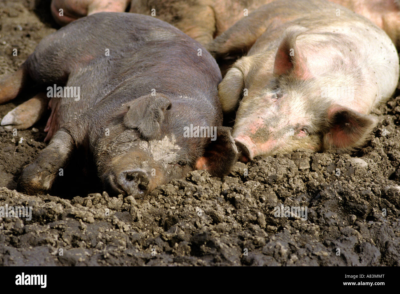 Pigs laying in the mud Stock Photo - Alamy