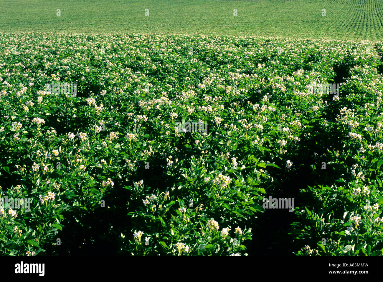 A crop of potato plants in bloom Idaho Stock Photo - Alamy