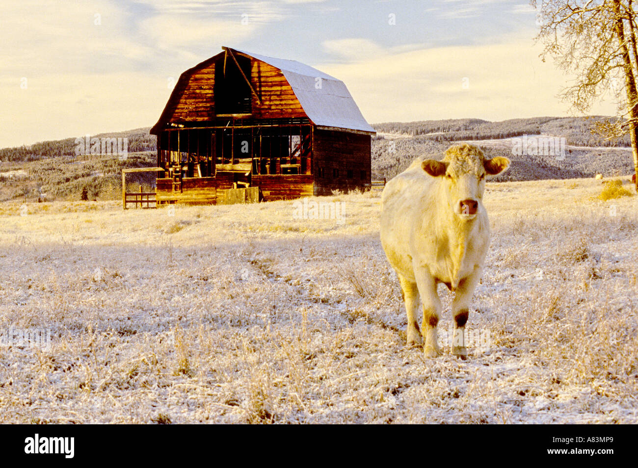 C Cow High Resolution Stock Photography and Images - Alamy