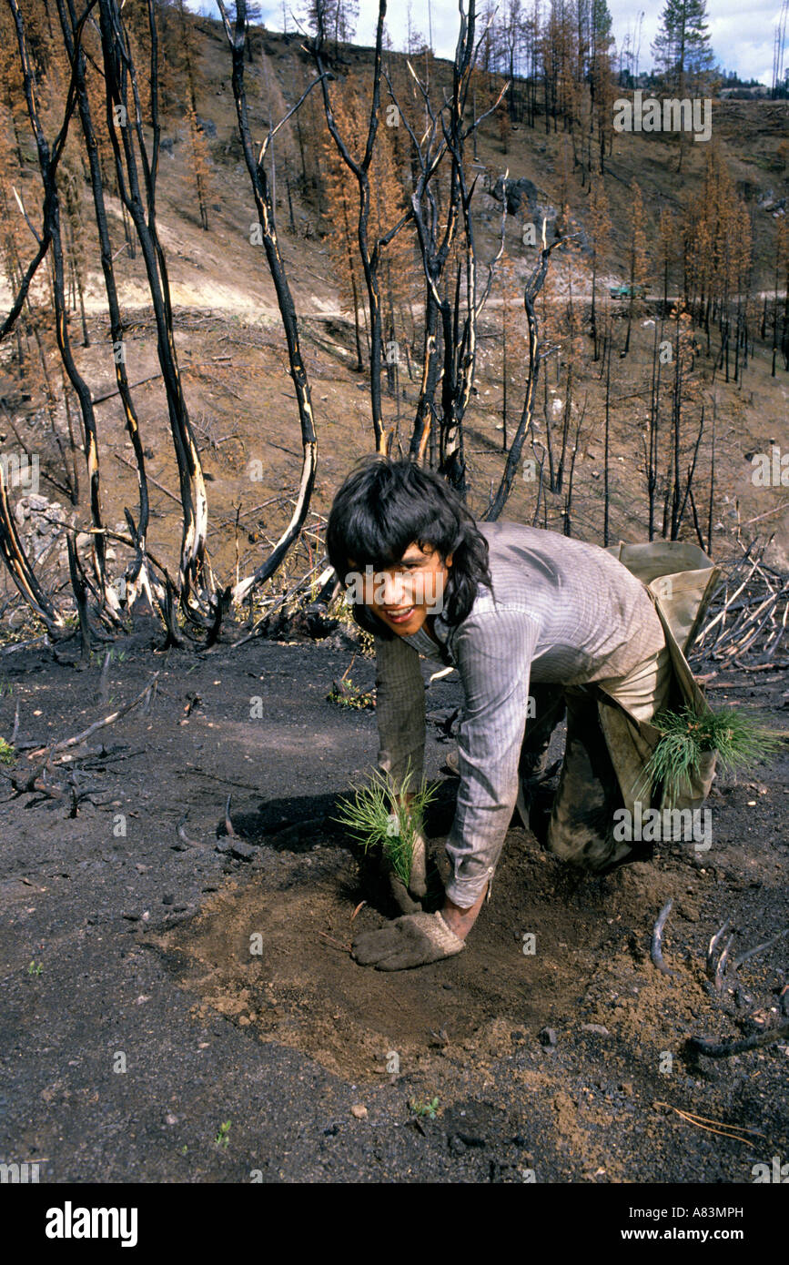 Reforestation planting trees after a forest fire in Idaho Stock Photo ...