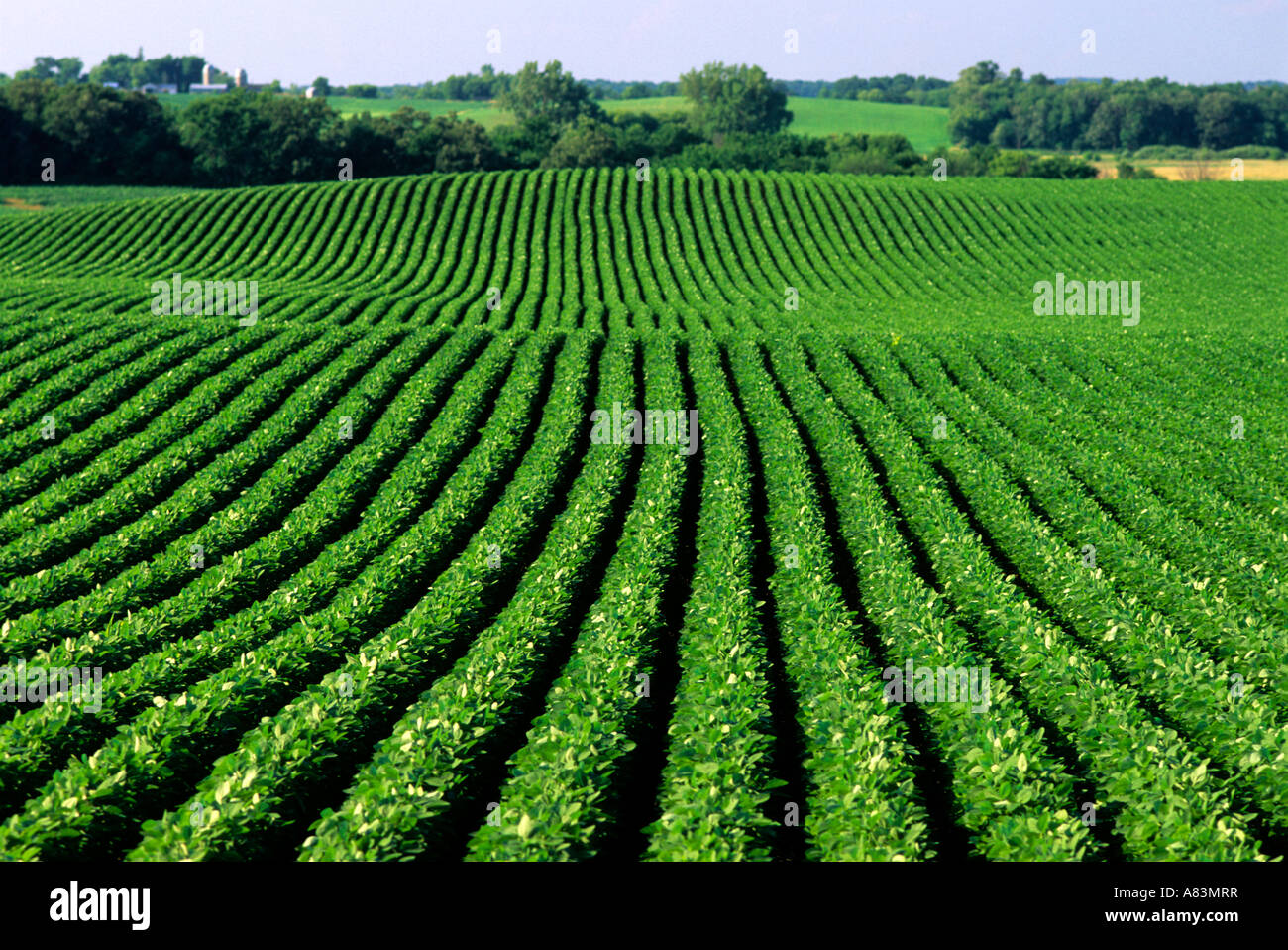 Soybean field in Waterville Minnesota Stock Photo - Alamy