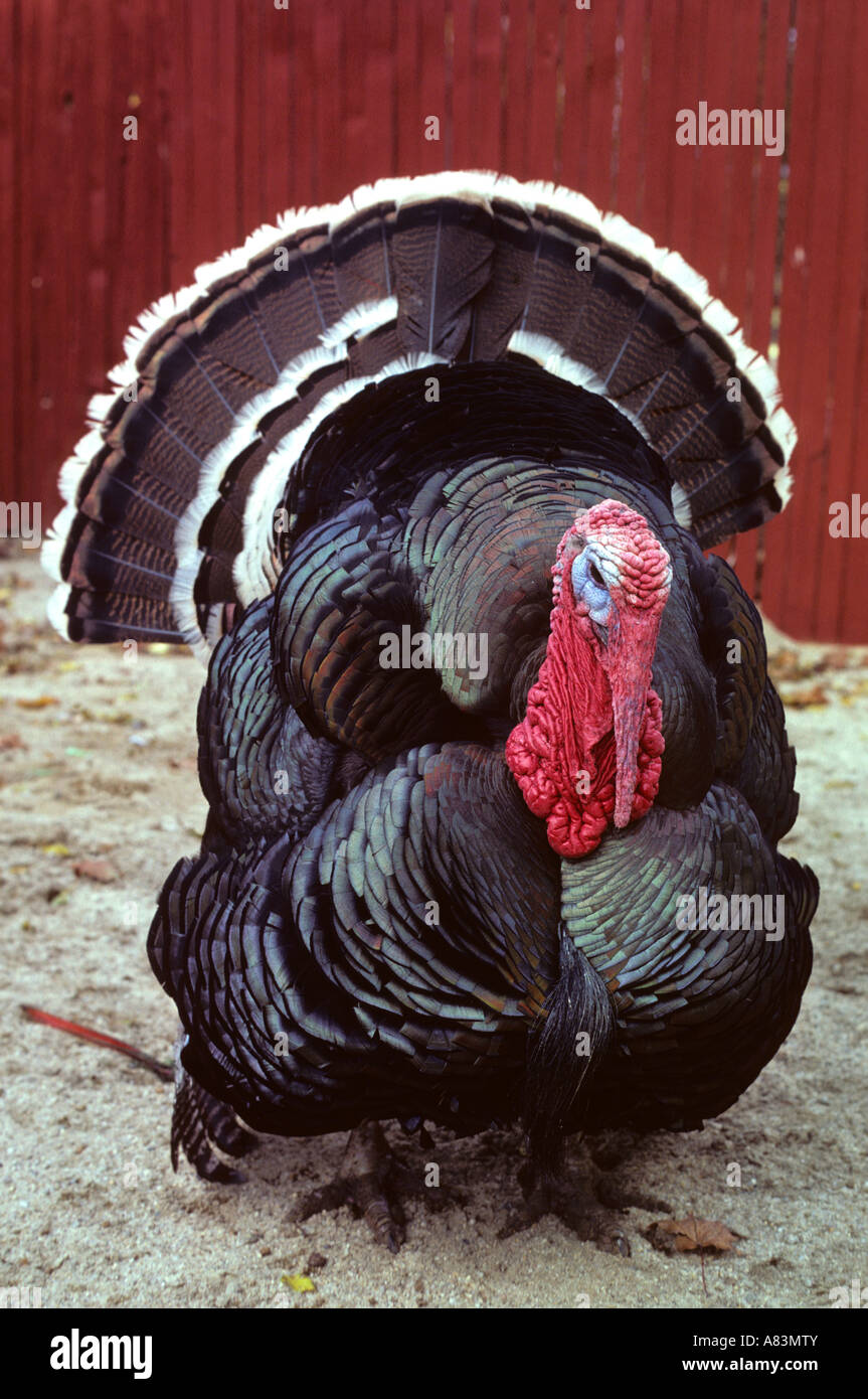 A large tom turkey Stock Photo - Alamy