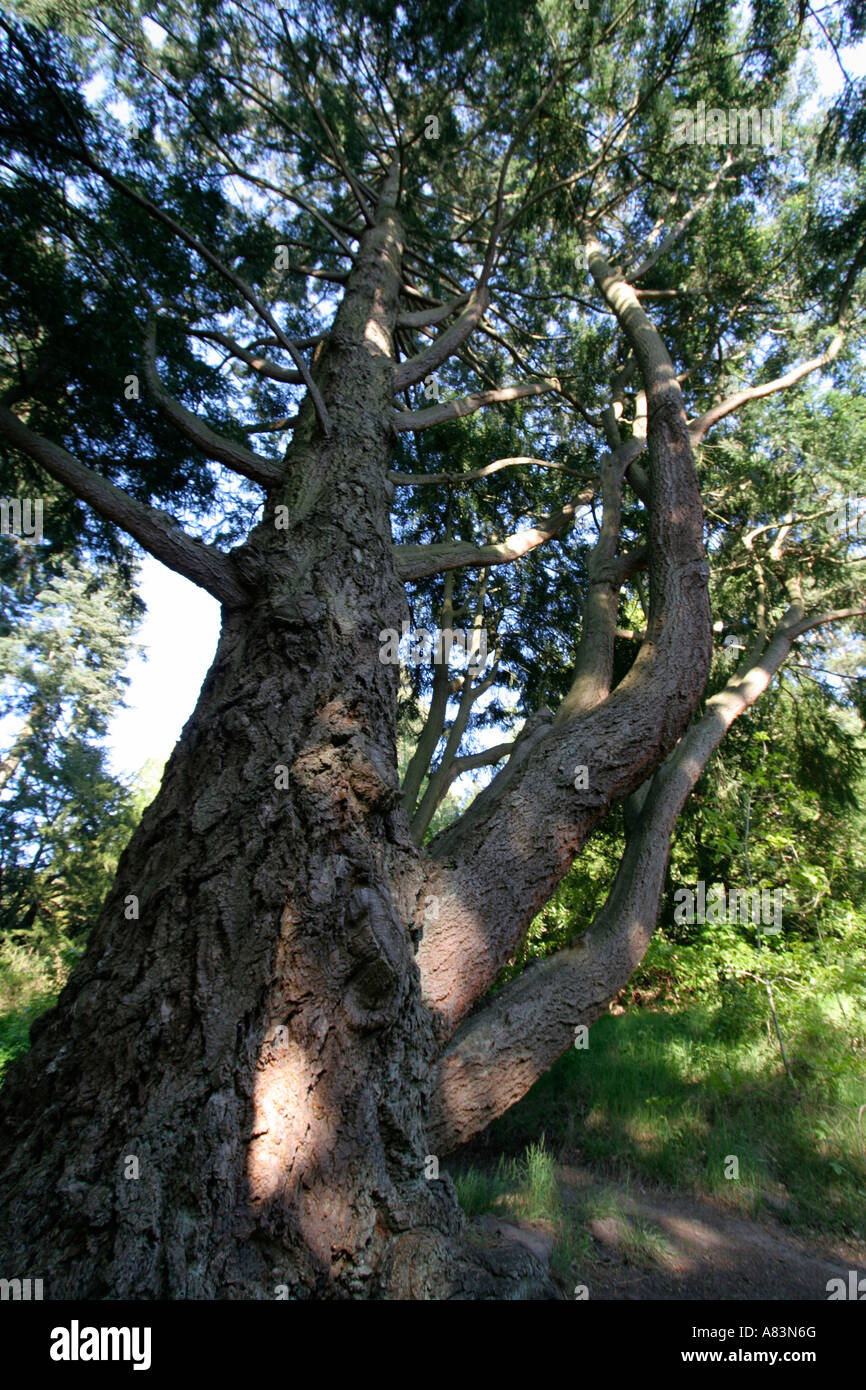 Cragside House gardens mature tree Northumberland England Stock Photo ...