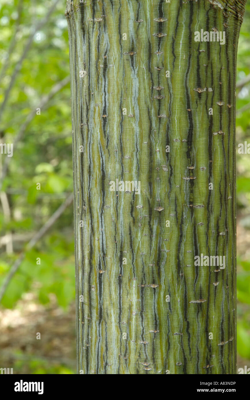 Striped Maple Acer pensylvanicum Tree on the side of a hiking trail ...