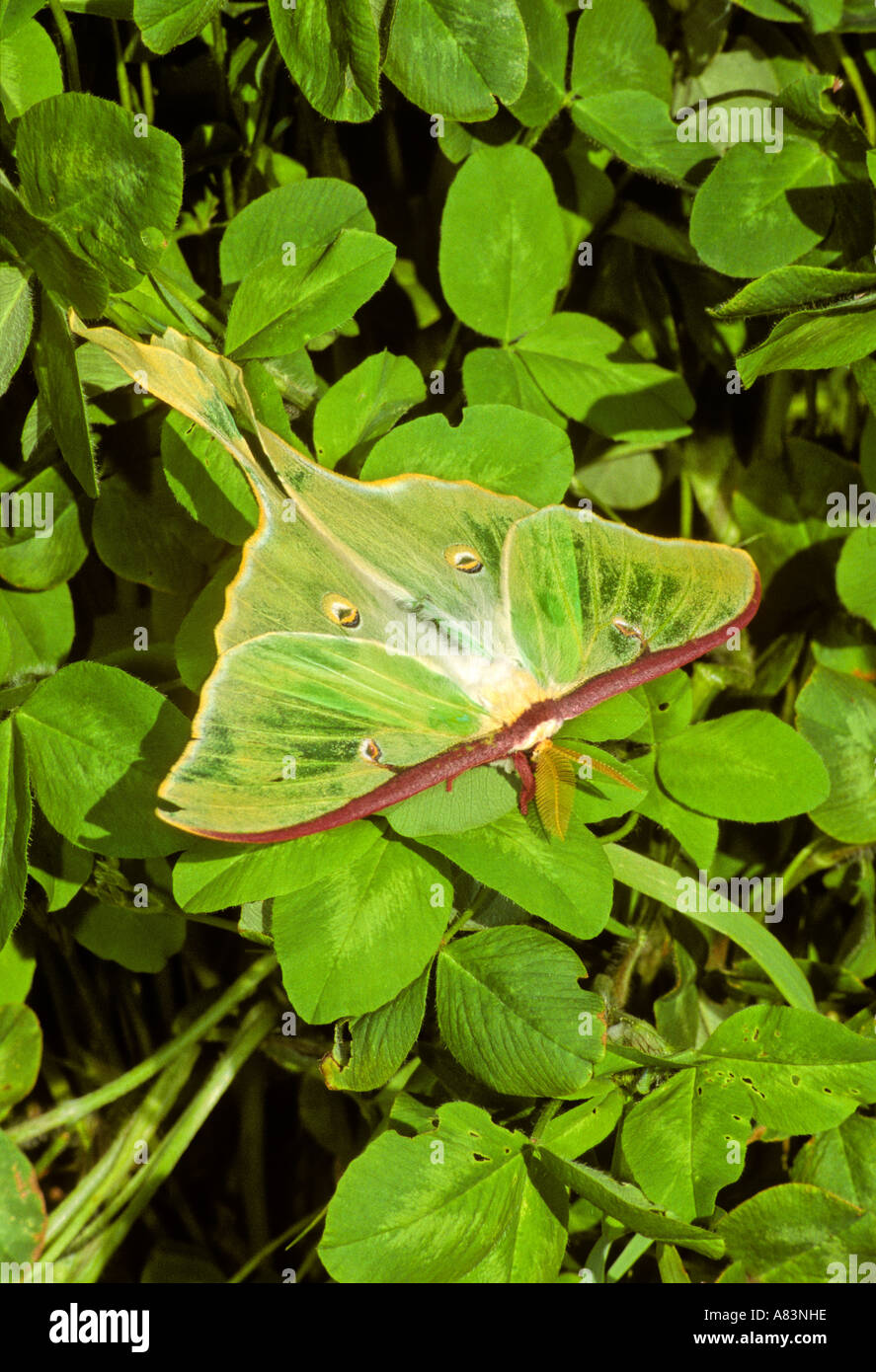 Transparent moth hi-res stock photography and images - Alamy