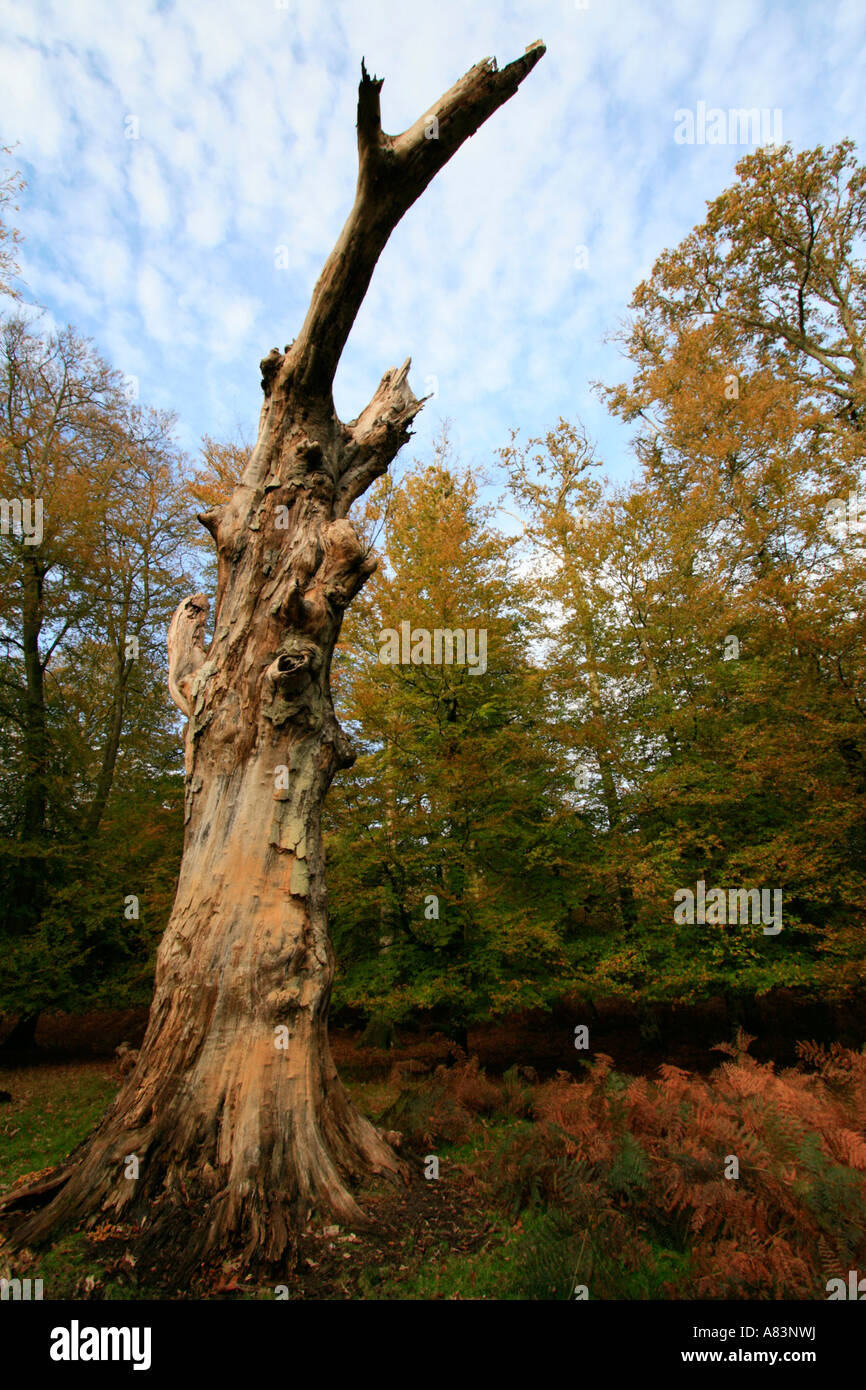 the new forest autumn colours stark tree stump hampshire england Stock ...