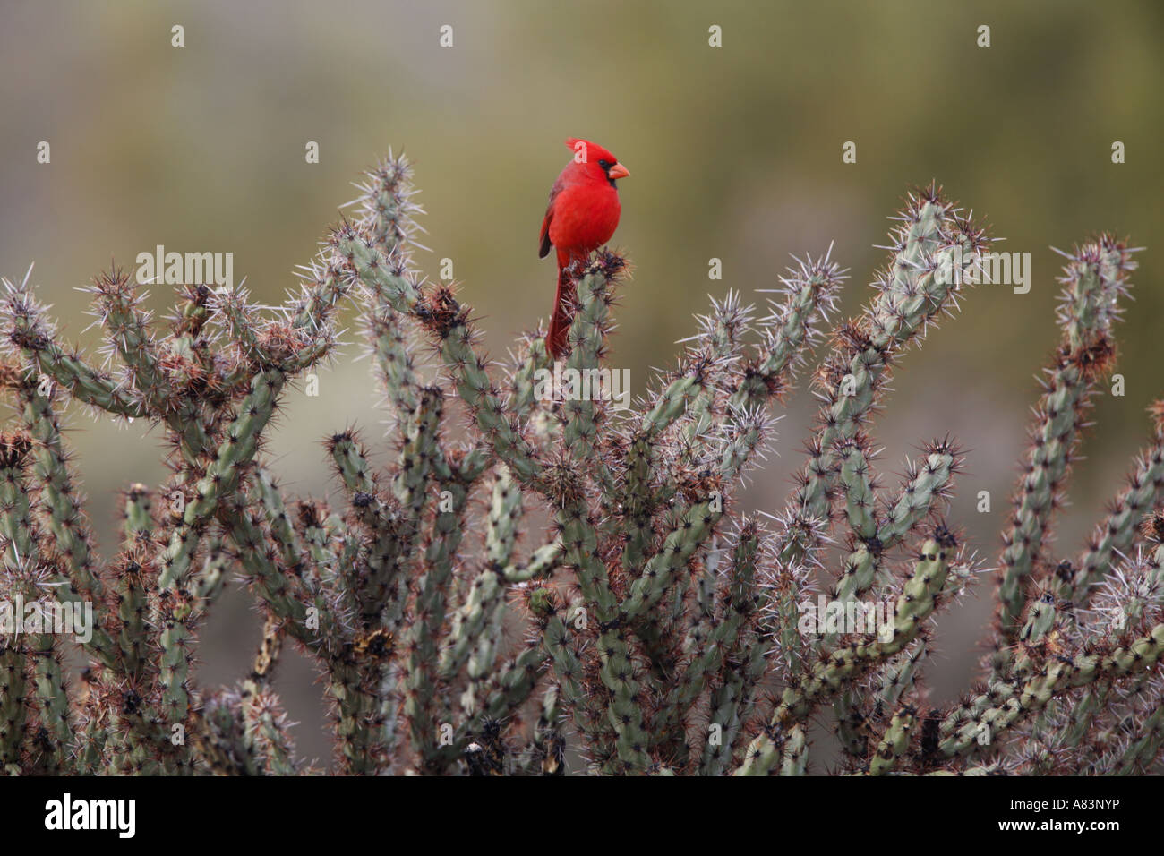 A Northern Cardinal Cardinalis cardinalis in McDowell Mountain Regional ...