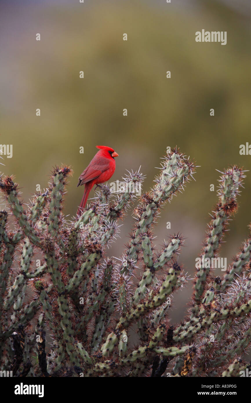 A Northern Cardinal Cardinalis cardinalis in McDowell Mountain Regional ...