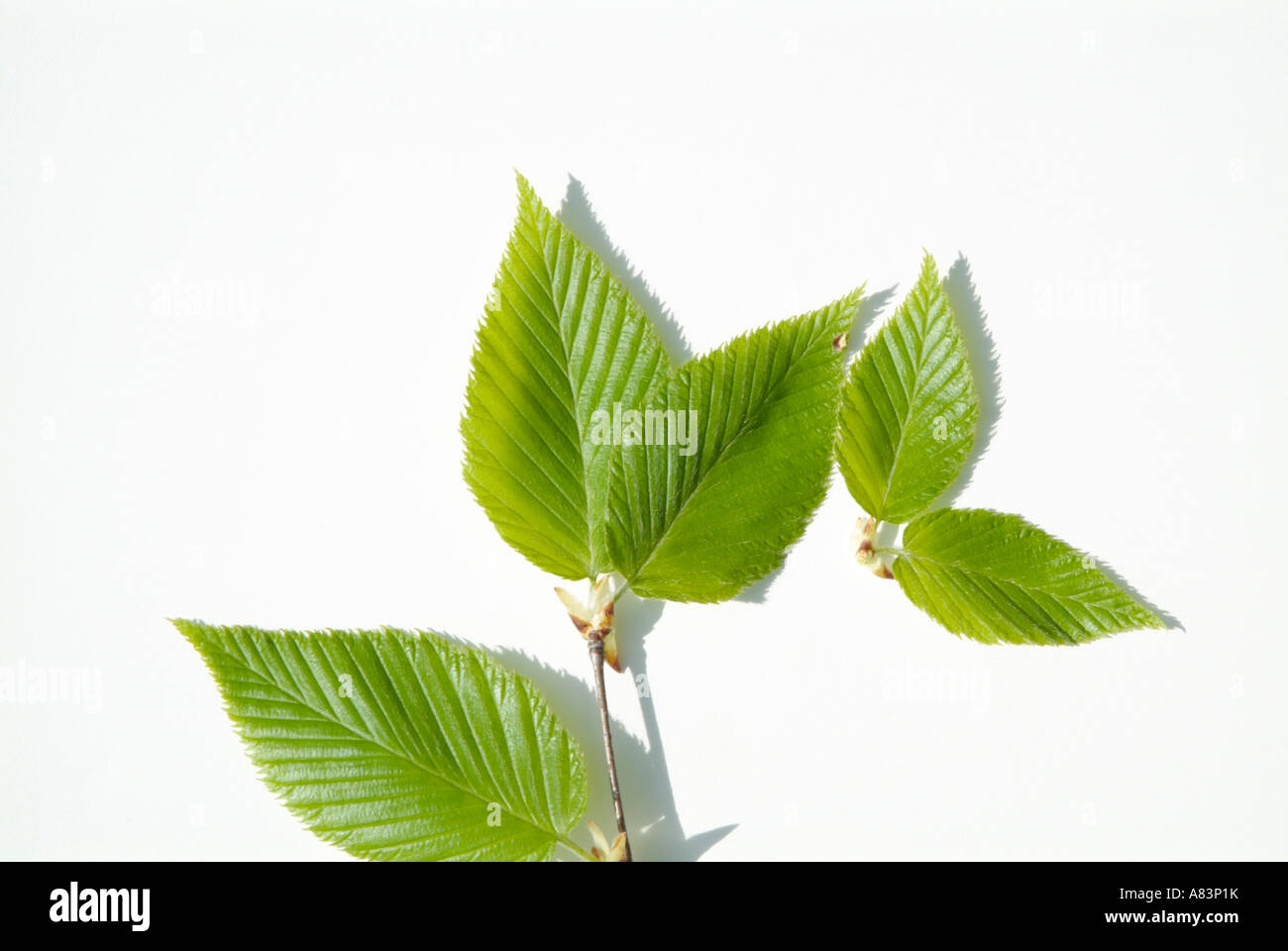 Betula alleghaniensis leaf hi-res stock photography and images - Alamy