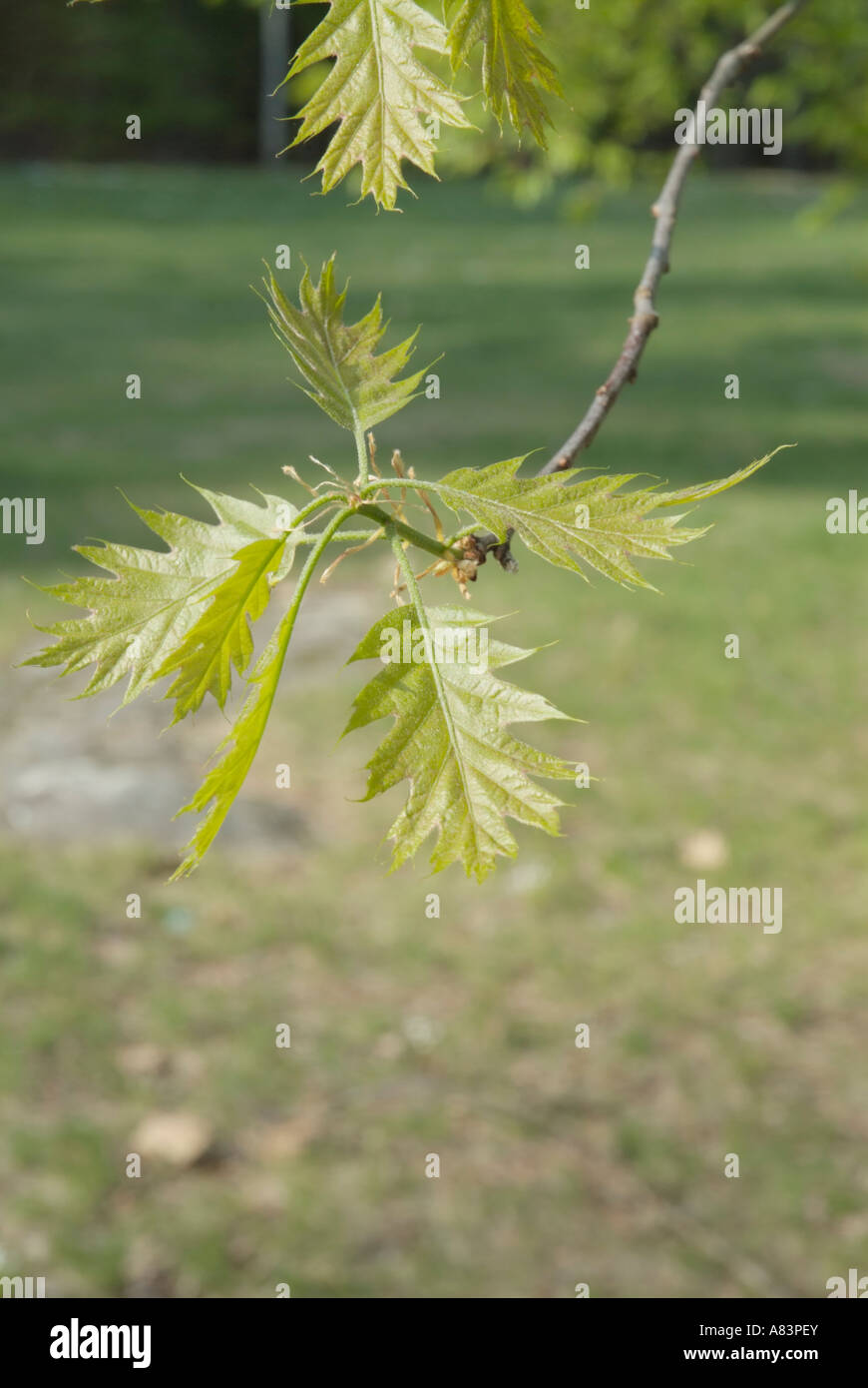 Northern red oak tree england hi-res stock photography and images - Alamy