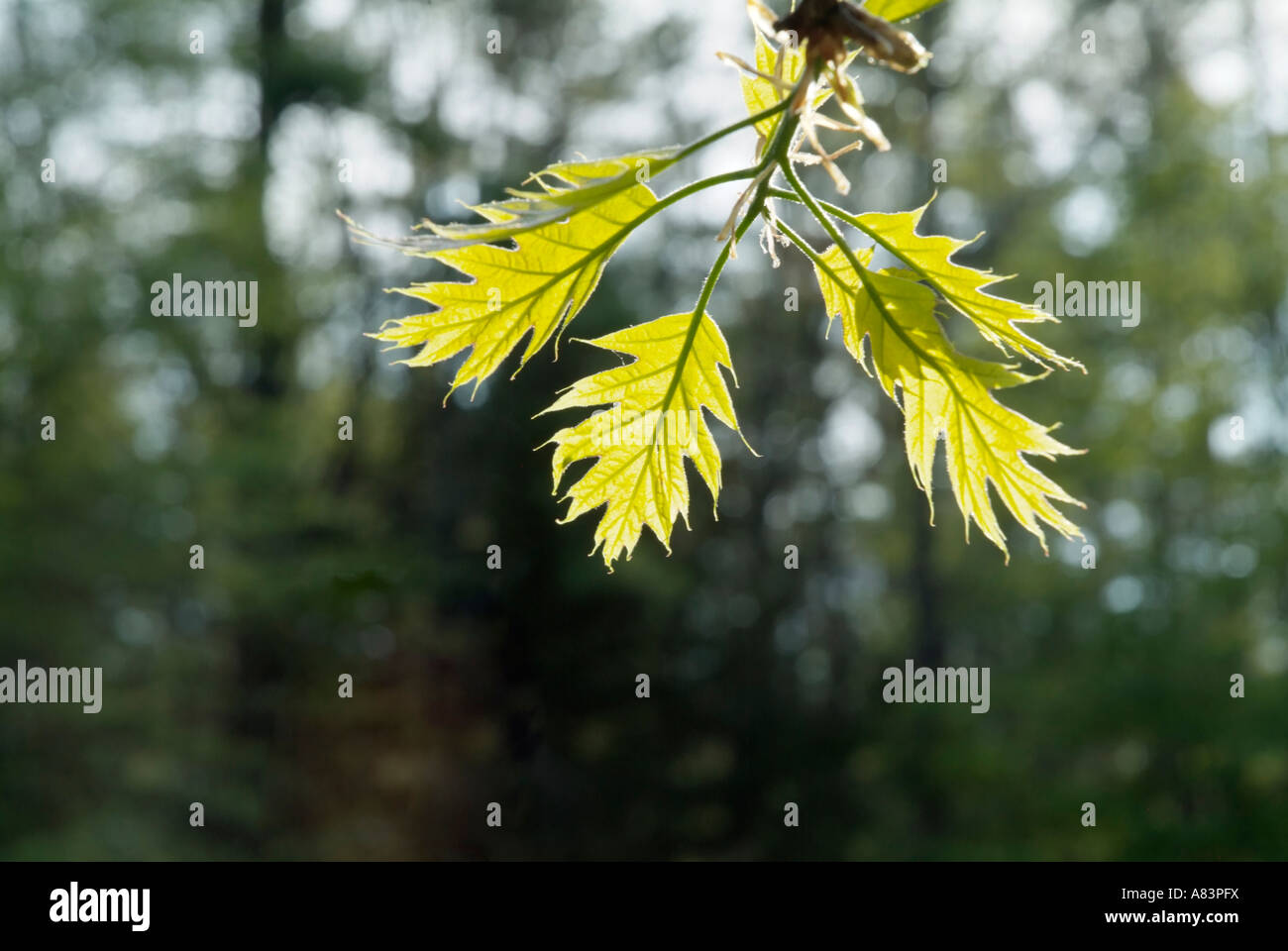 Northern red oak tree england hi-res stock photography and images - Alamy