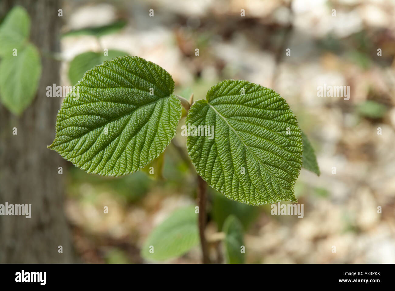 Hobblebush Viburnum lantanoides during the spring months on the side of ...
