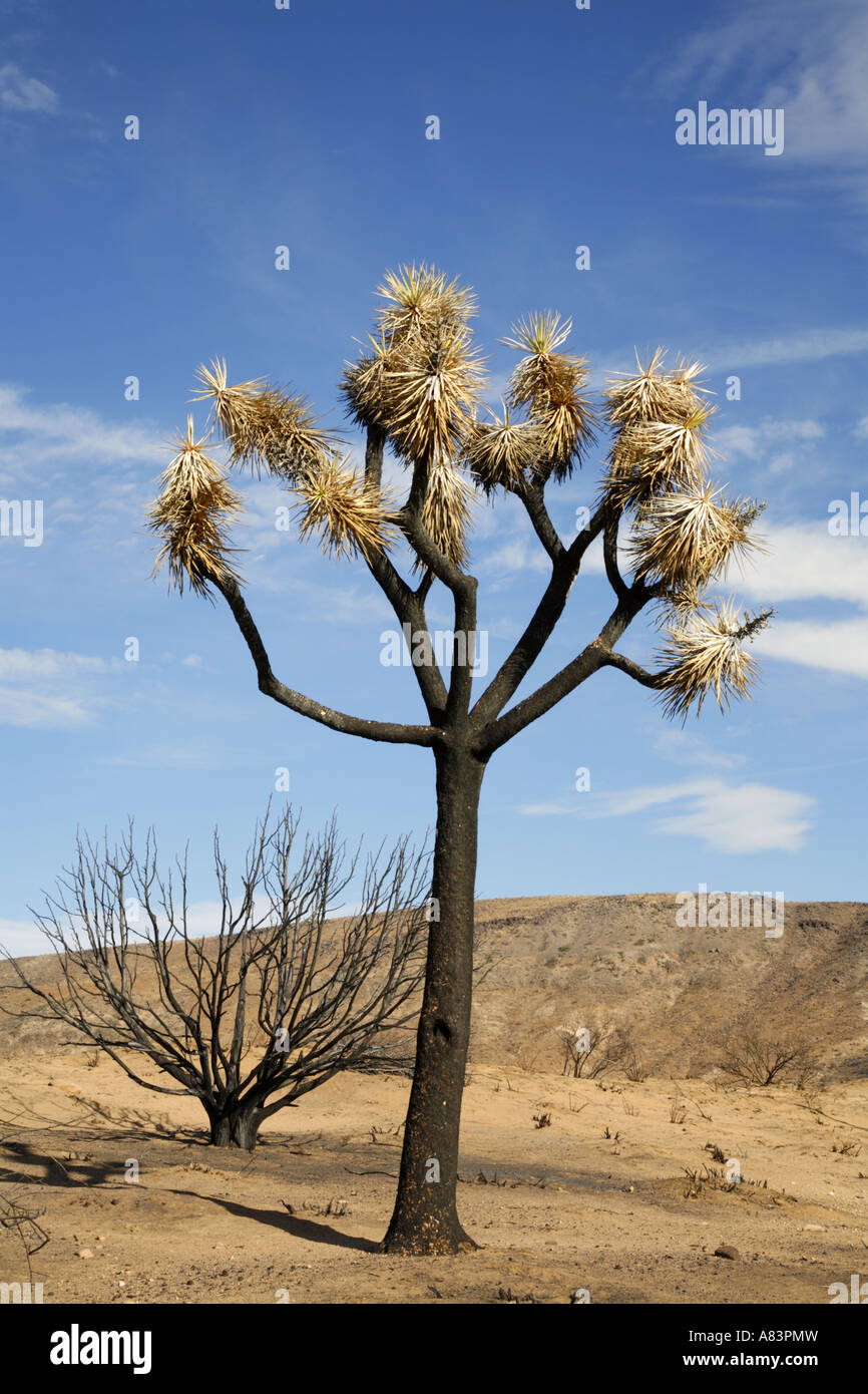 Dead joshua trees hi-res stock photography and images - Alamy
