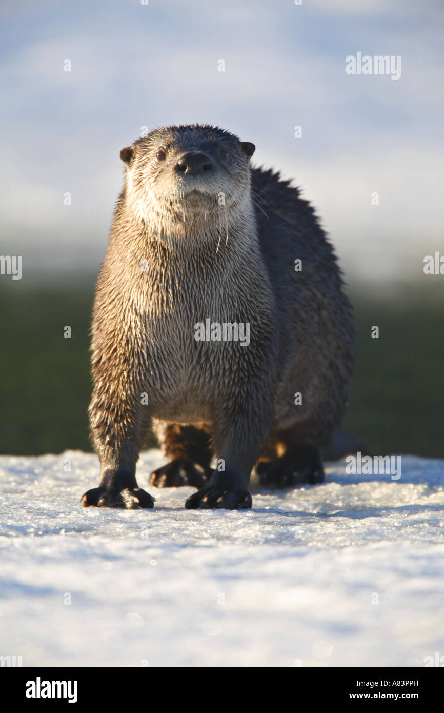 Northen River Otter or Land Otter Lutra Canadensis Seward Alaska Stock ...