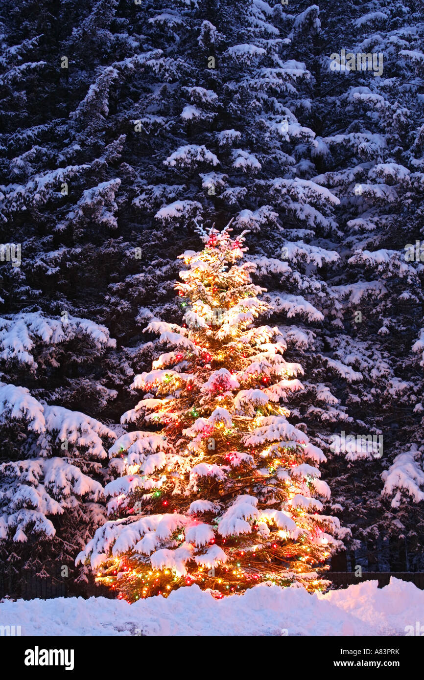 A Christmas tree outdoors in Seward Alaska Stock Photo - Alamy