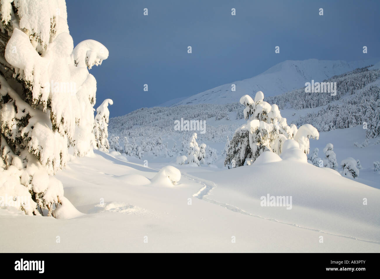 Winter in Turnagain Pass Chugach National Forest Alaska Stock Photo - Alamy