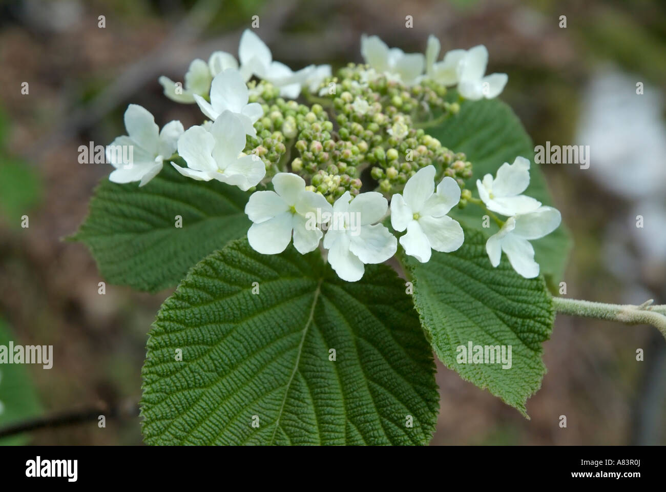 Hobblebush Viburnum lantanoides during the spring months on the side of ...