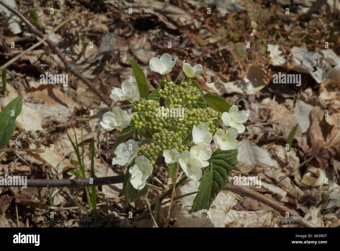 Hobblebush Viburnum lantanoides during the spring months on the side of ...