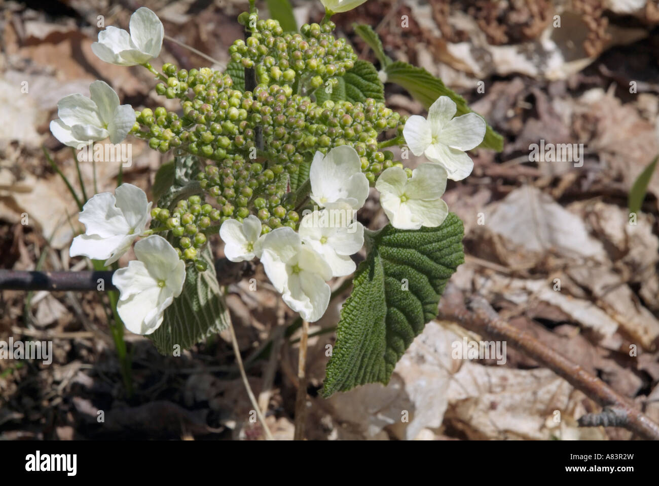 Hobblebush Viburnum lantanoides during the spring months on the side of ...