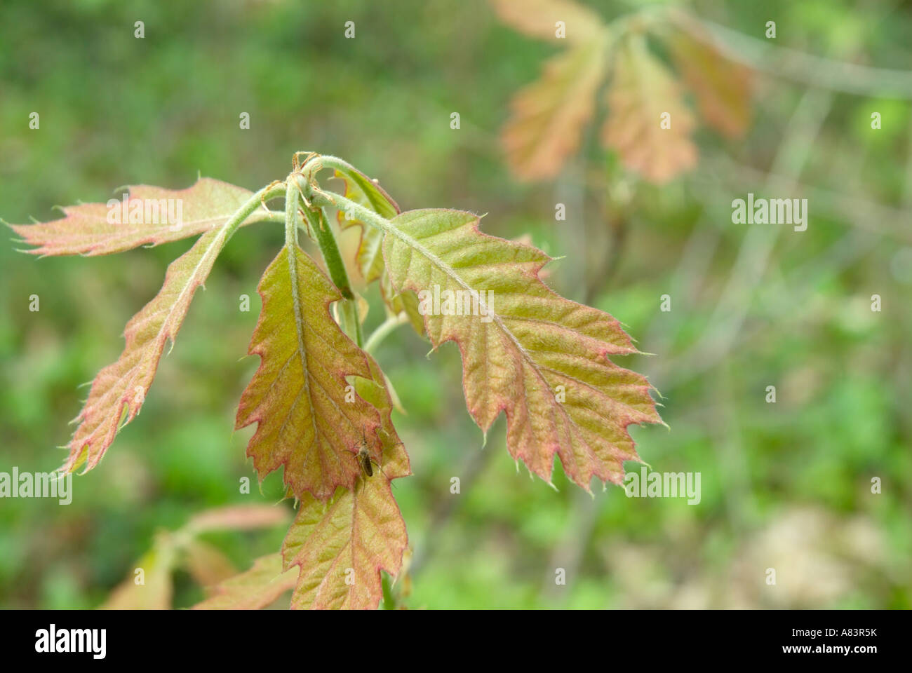 Northern red oak tree england hi-res stock photography and images - Alamy