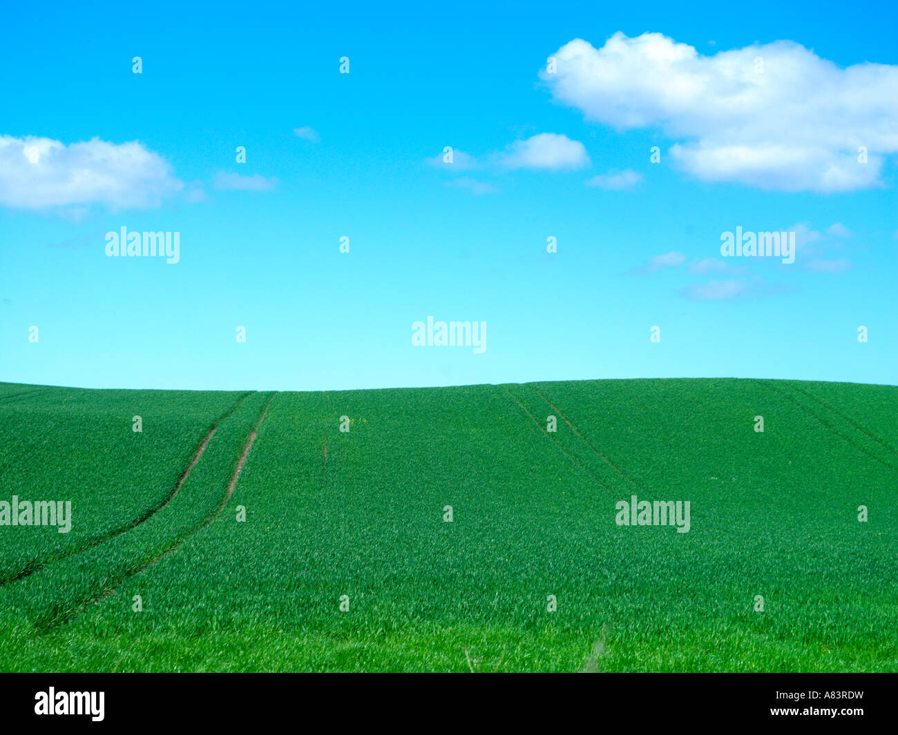 Scottish field hi-res stock photography and images - Alamy