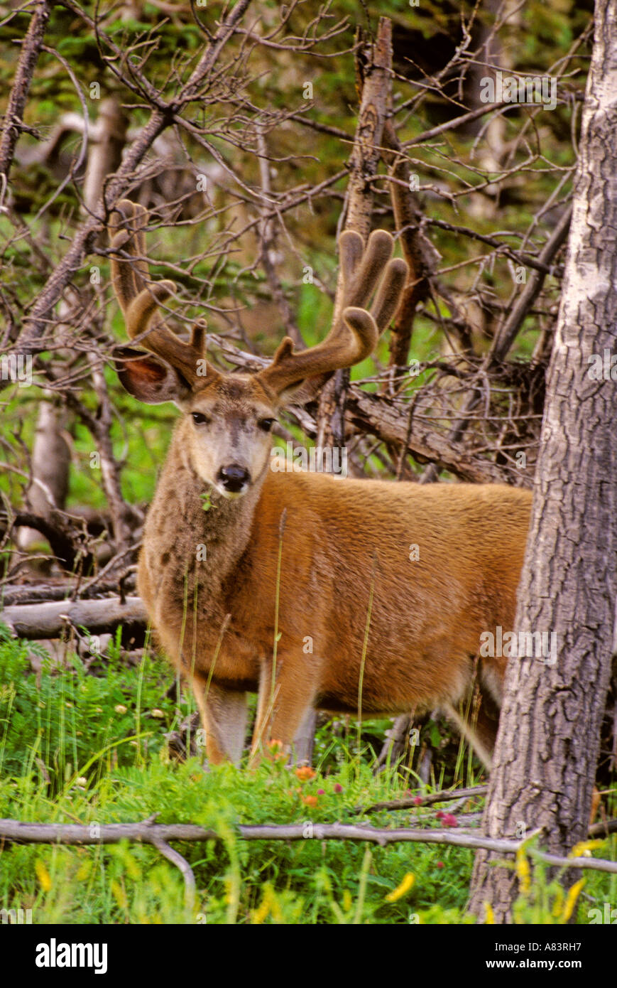 Looking forward animal buck hi-res stock photography and images - Alamy