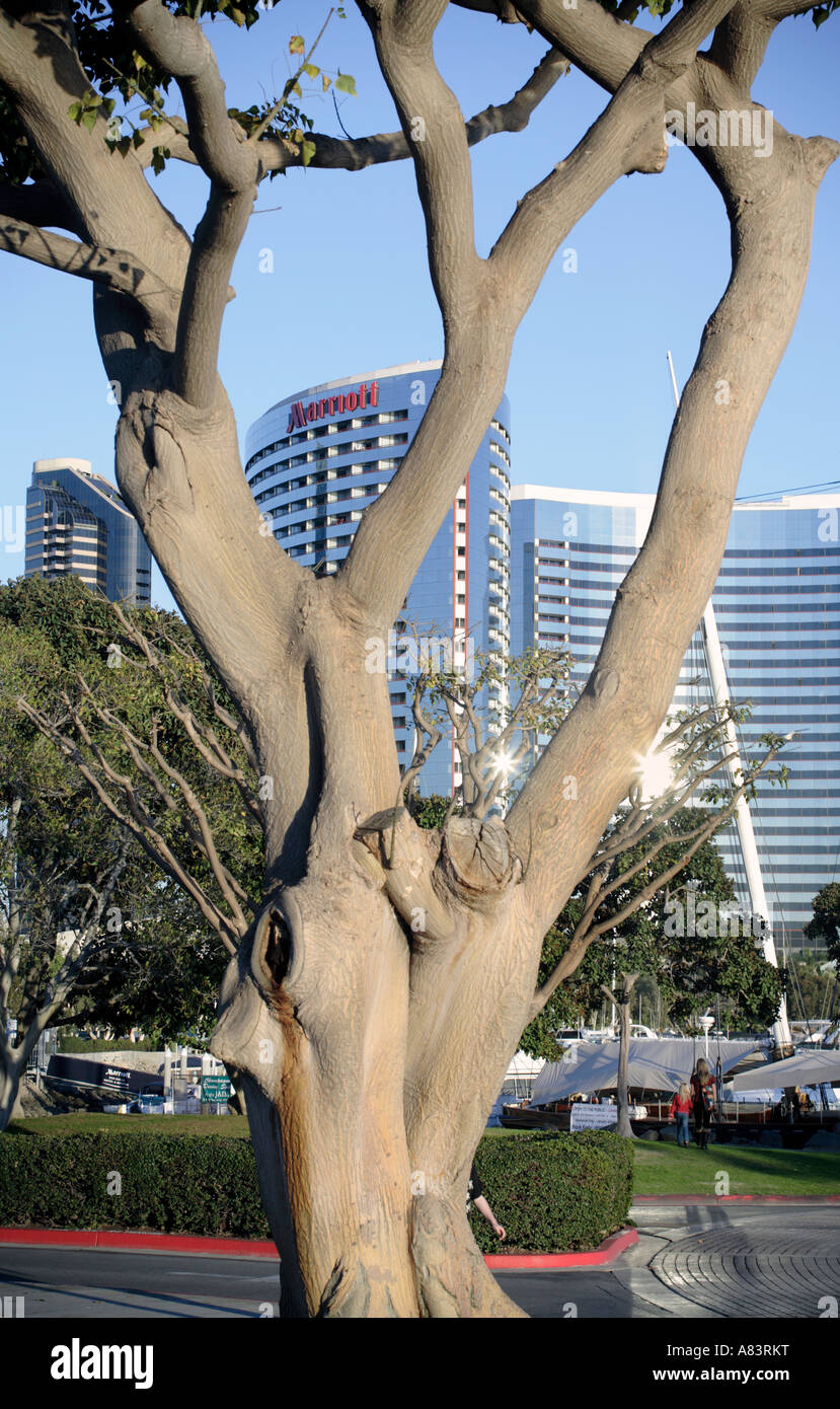 view on tree with marriott hotel in background at marina park. san ...