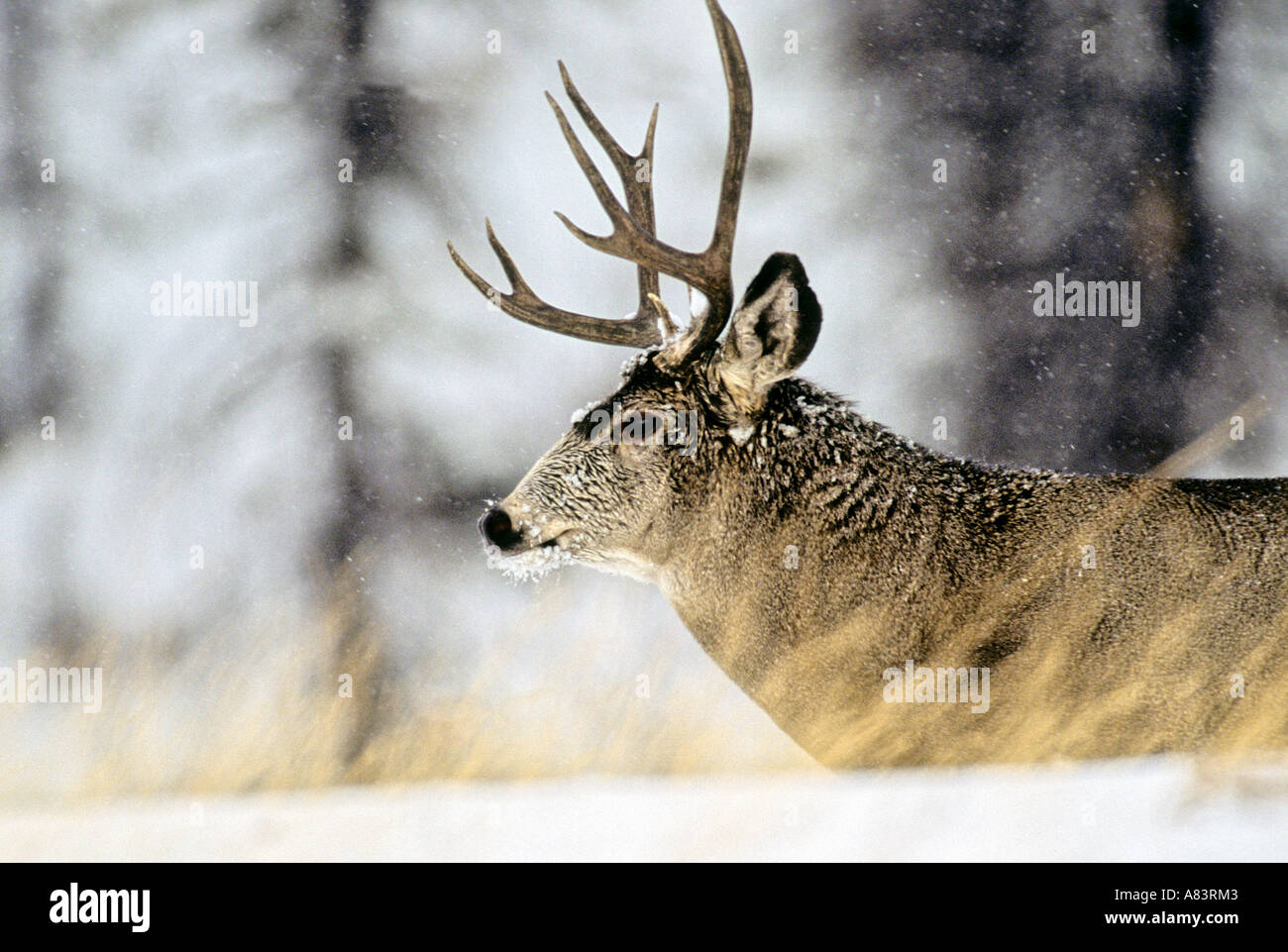 Mule Deer Buck side portrait Stock Photo - Alamy