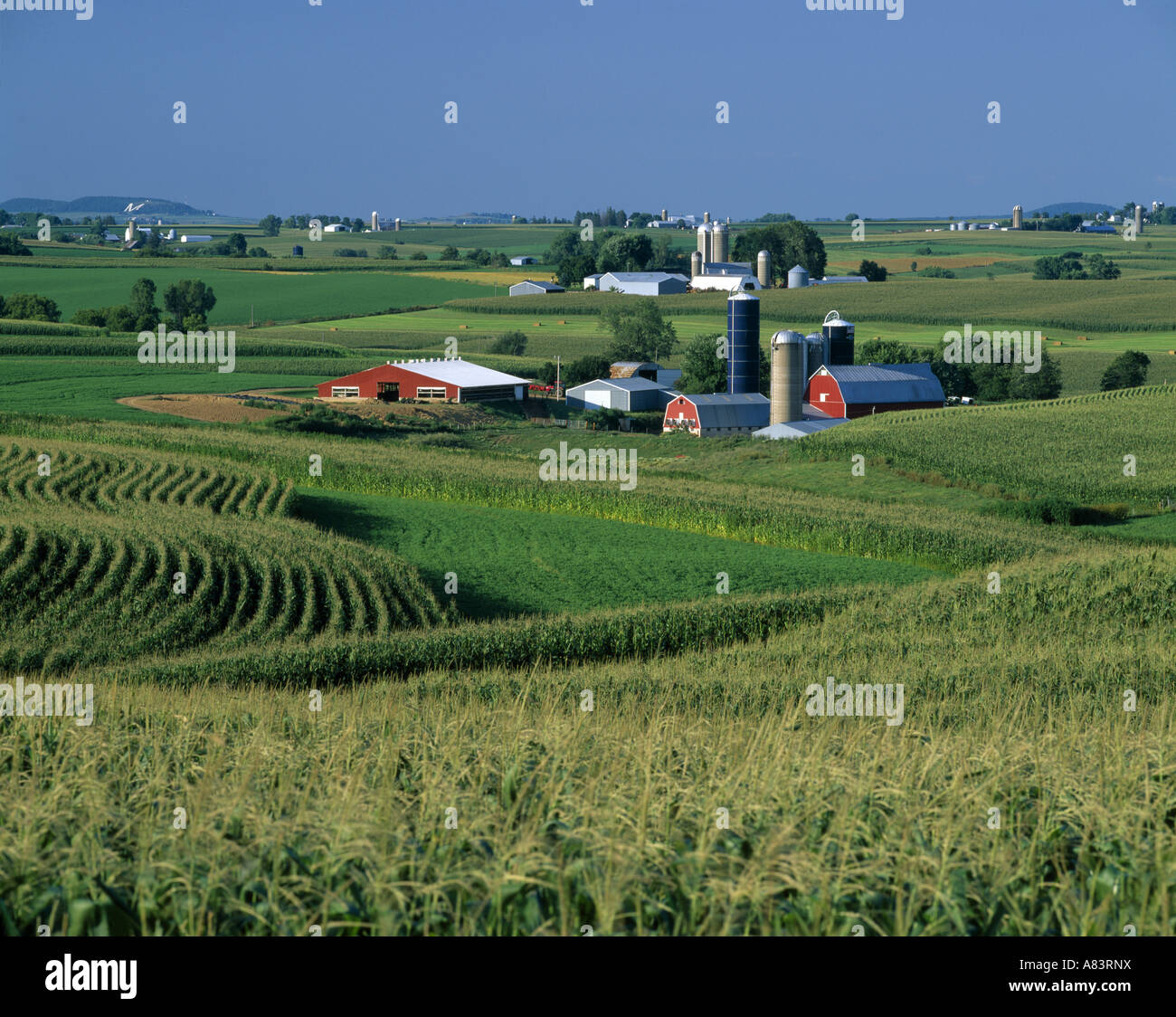 DAIRY FARM WITH CORN IN TASSEL IN FOREGROUND WISCONSIN Stock Photo - Alamy