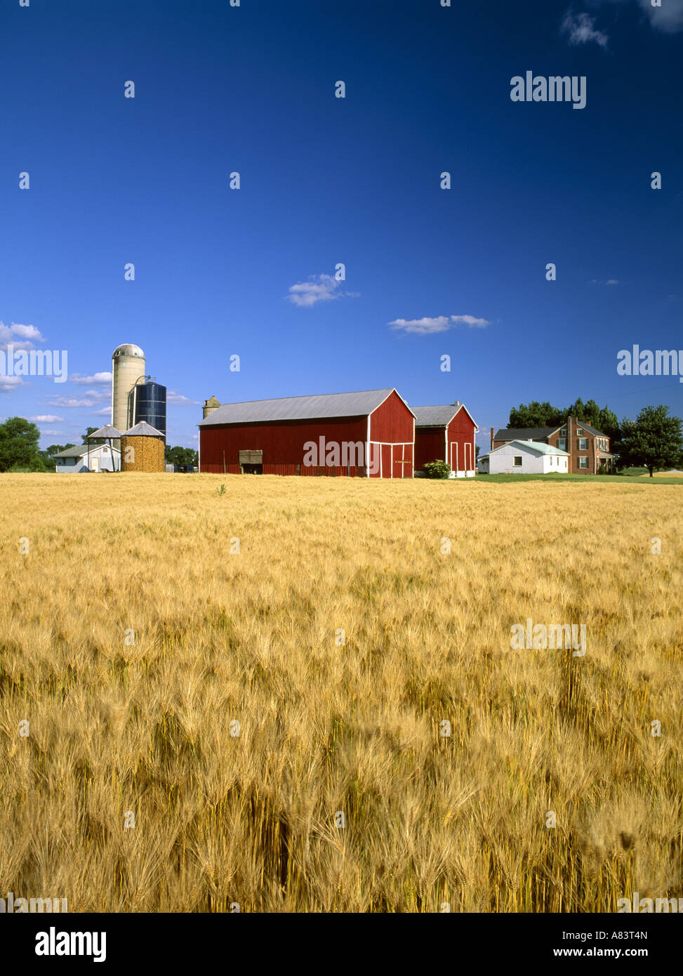 FIELD OF RIPE BARLEY WITH FARM BUILDINGS VISIBLE IN BACKGROUND ...