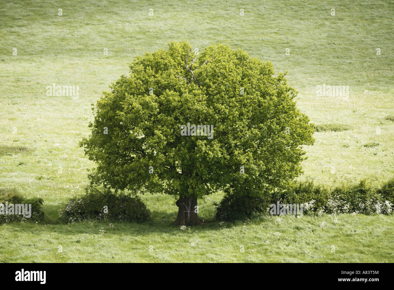 Oak Tree in Hedge Line Stock Photo - Alamy