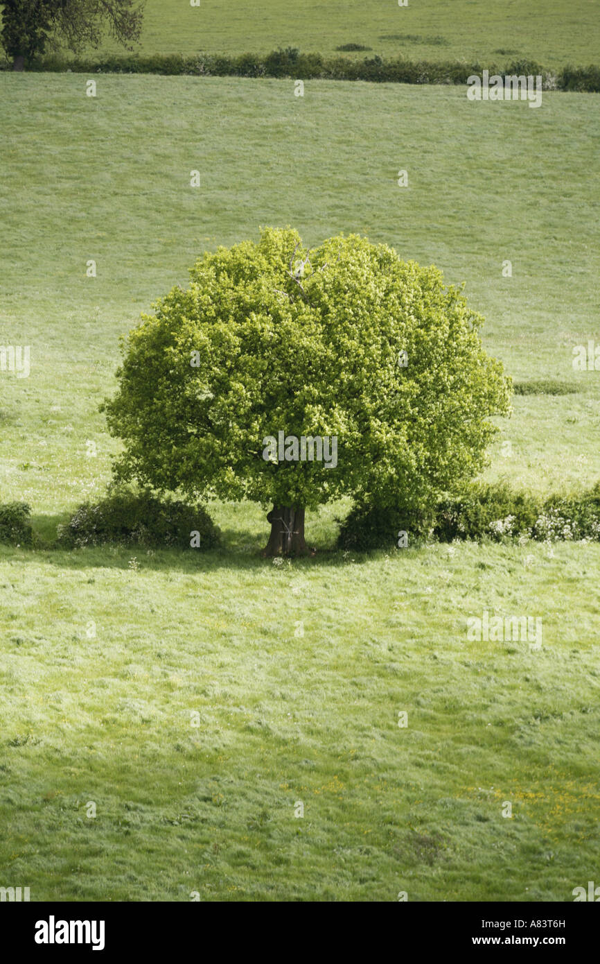 Oak Tree in Hedge Line Stock Photo - Alamy