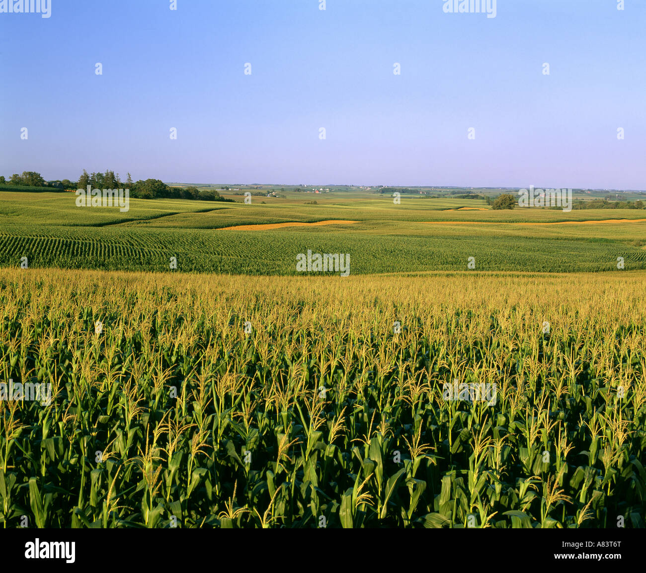 Early American Corn High Resolution Stock Photography and Images - Alamy