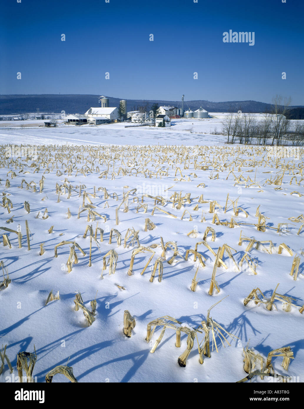 Poultry farm united states hi-res stock photography and images - Alamy