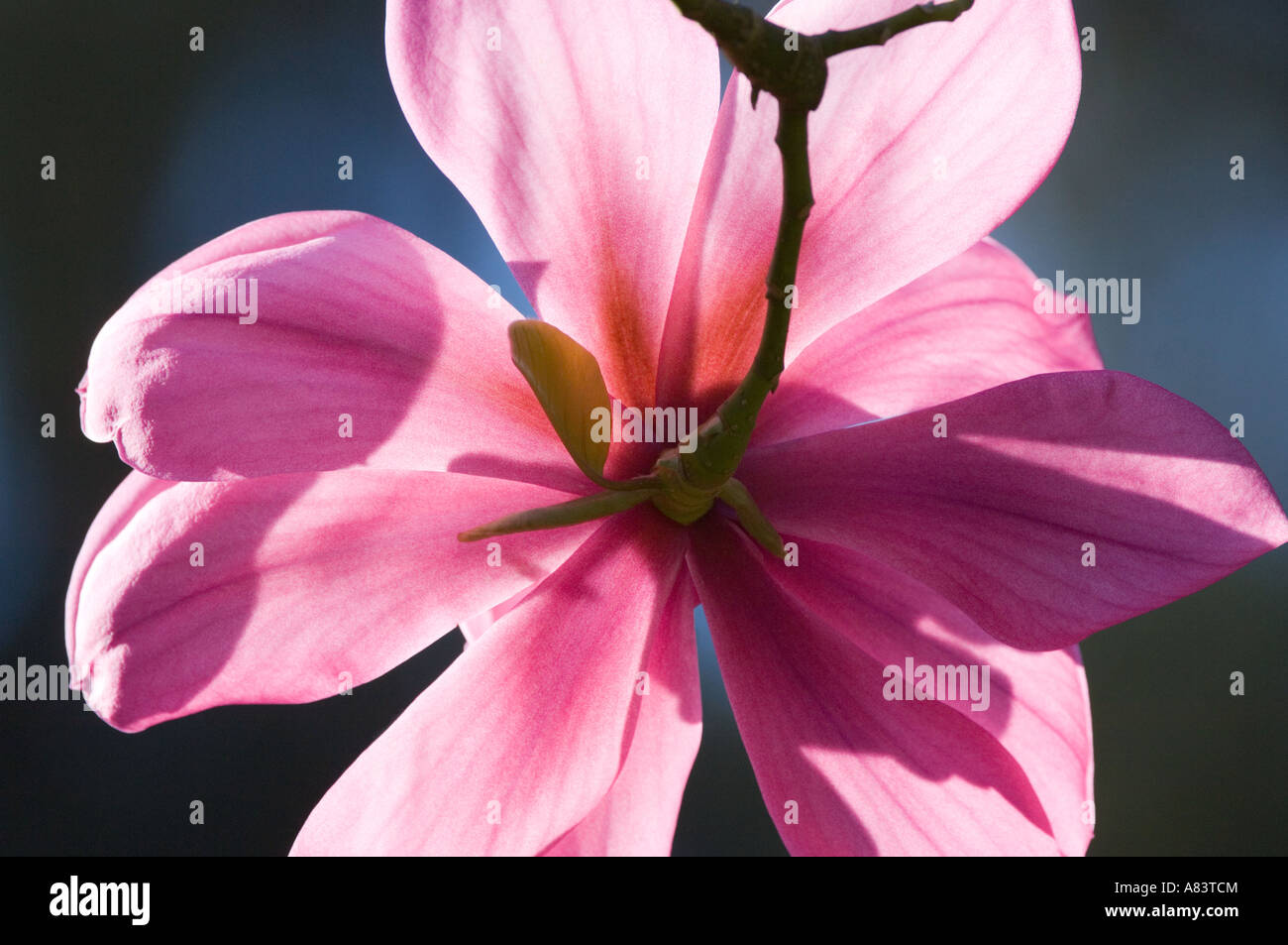 Rose pink magnolia blooms hi-res stock photography and images - Alamy