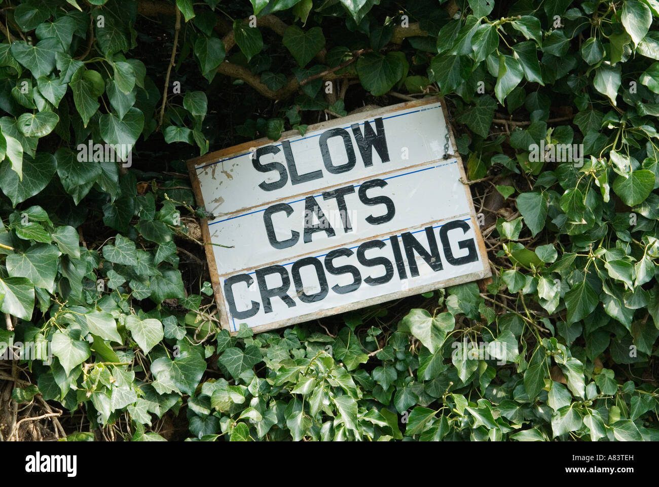 Slow please cats crossing hi-res stock photography and images - Alamy