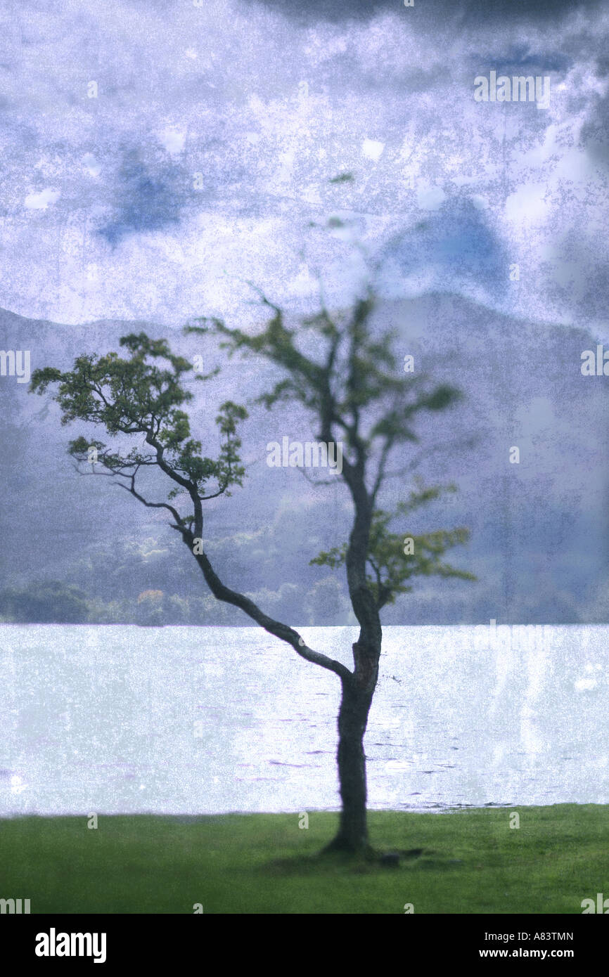 single tree by a lake Stock Photo - Alamy