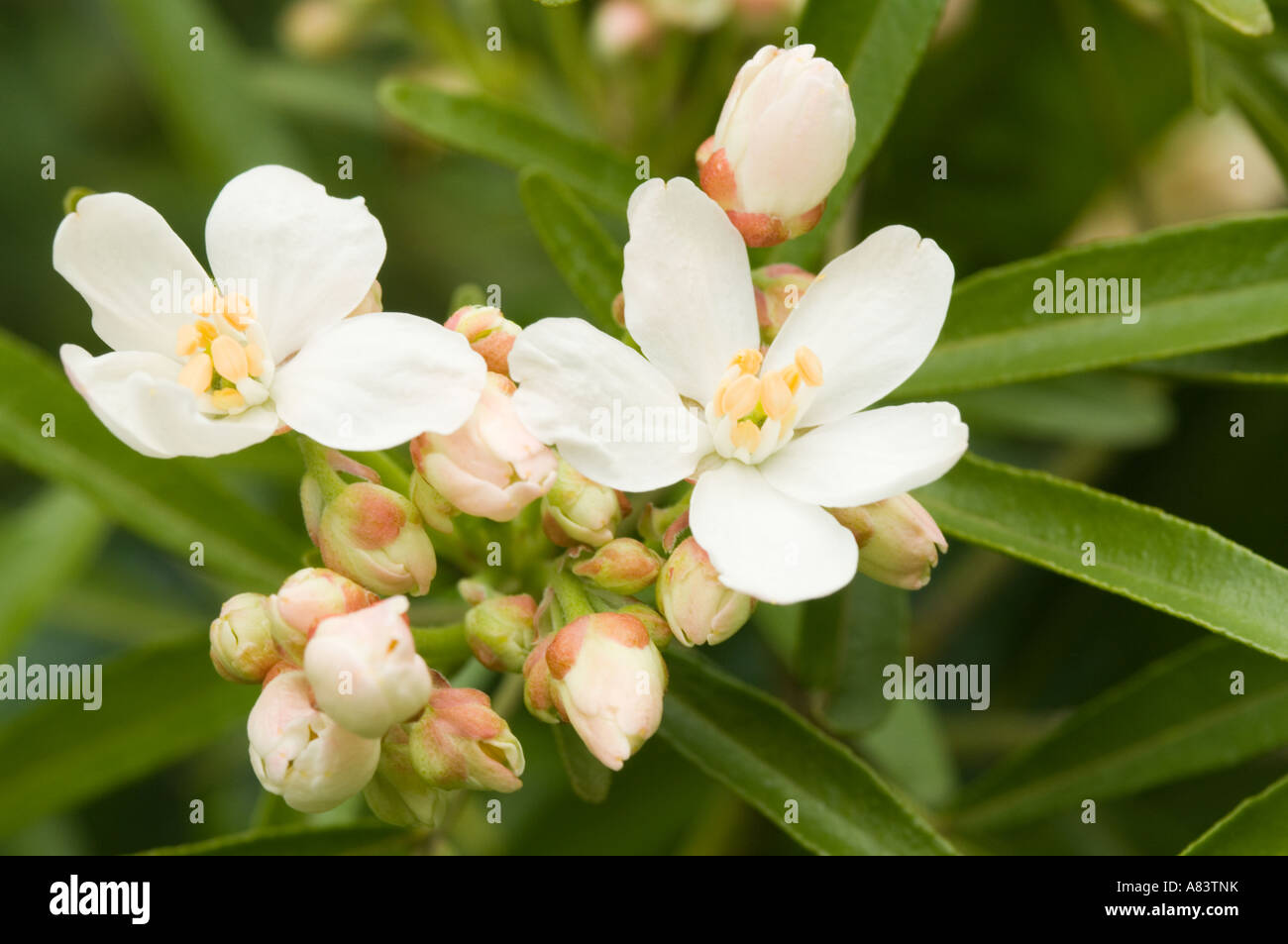 Choisya ‘Aztec Pearl’ Flowers and Buds April West Yorkshire Garden ...