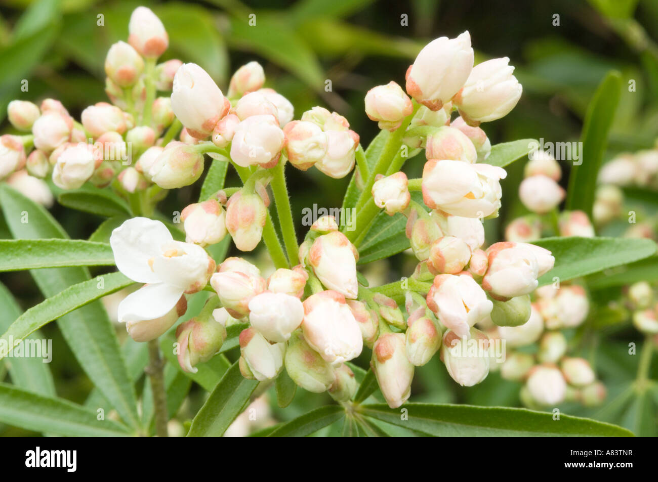 Choisya ‘Aztec Pearl’ Flowers and Buds April West Yorkshire Garden ...