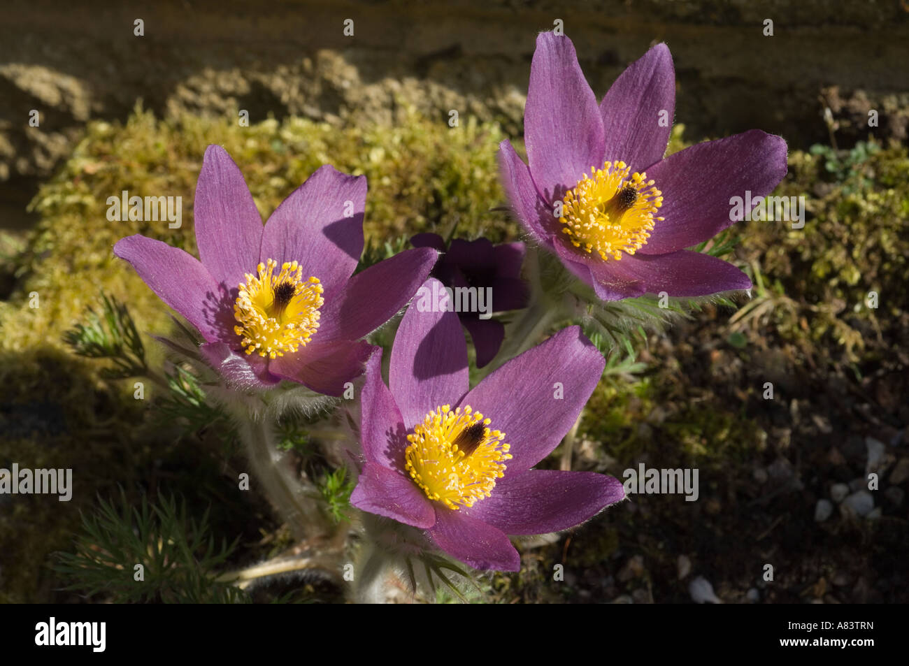 Pasque-flower (Pulsatilla vulgaris) garden Easter time April West ...