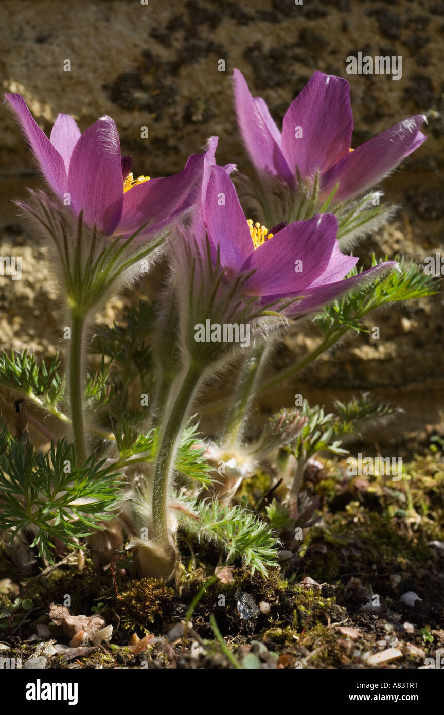 Pasque-flower (Pulsatilla vulgaris) flowering in garden Easter 2007 ...