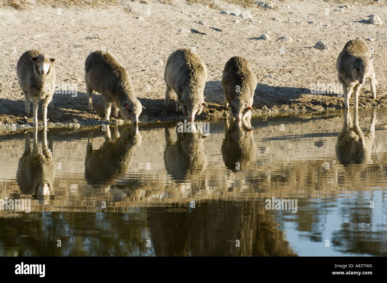 Domestic Sheep, Merino x Texel lambs, drinking from depleted farm ...