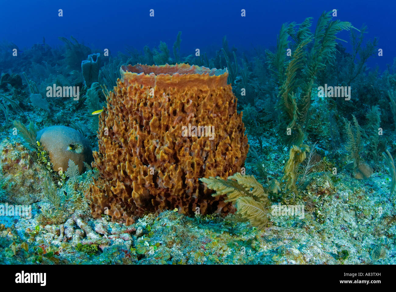 Sponge barrel hi-res stock photography and images - Alamy