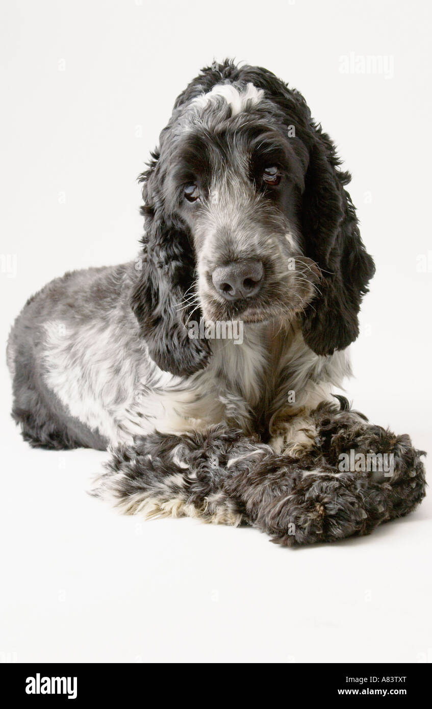 Cocker Spaniel dog against white background Stock Photo - Alamy