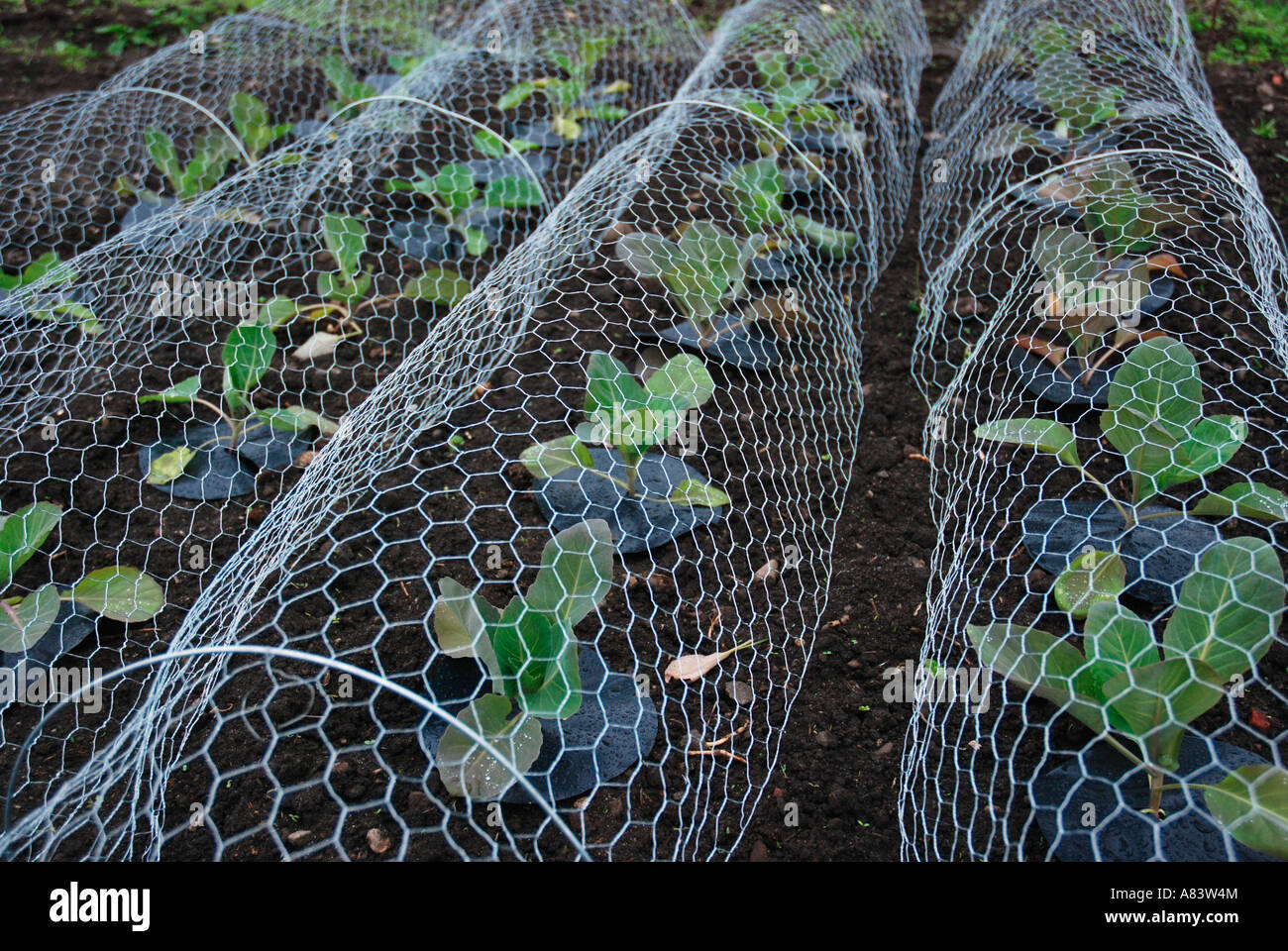 Netting brassica hi-res stock photography and images - Alamy