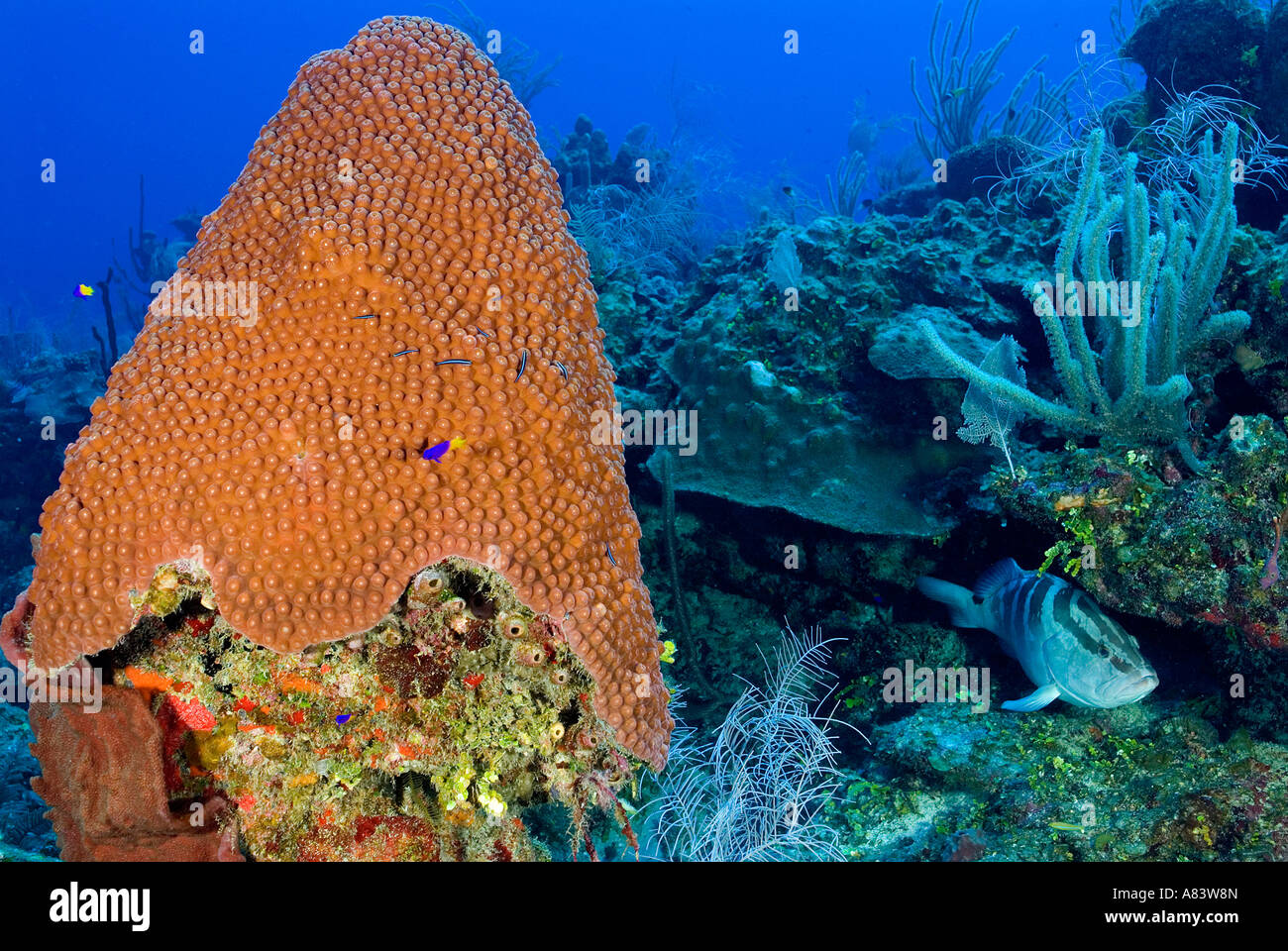 Nassau grouper spawning hi-res stock photography and images - Alamy